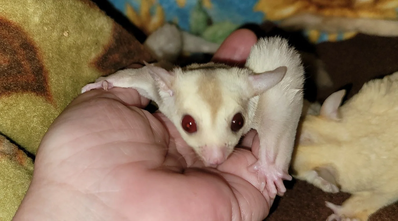 Red Sugar Glider