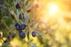 Grafted (Back) In — Life in Messiah