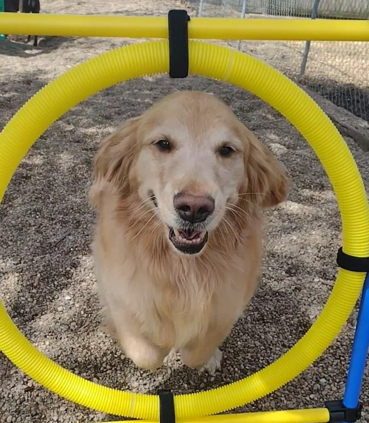 Canine Classic Doggie Daycare — Canine Classic Spa & Resort