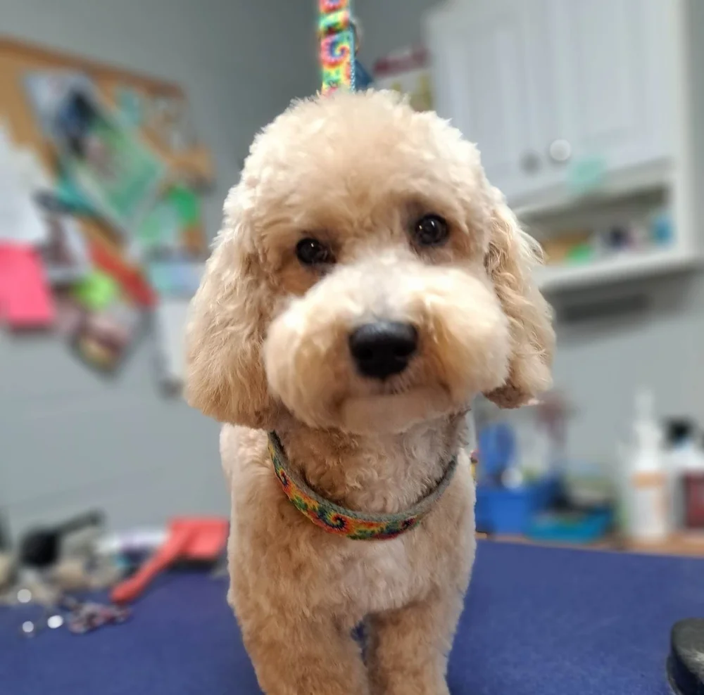 K8Classics Grooming — Canine Classic Spa & Resort