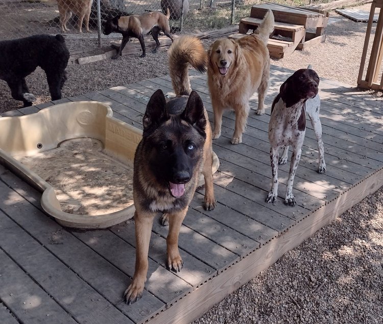 Canine Classic Spa & Resort