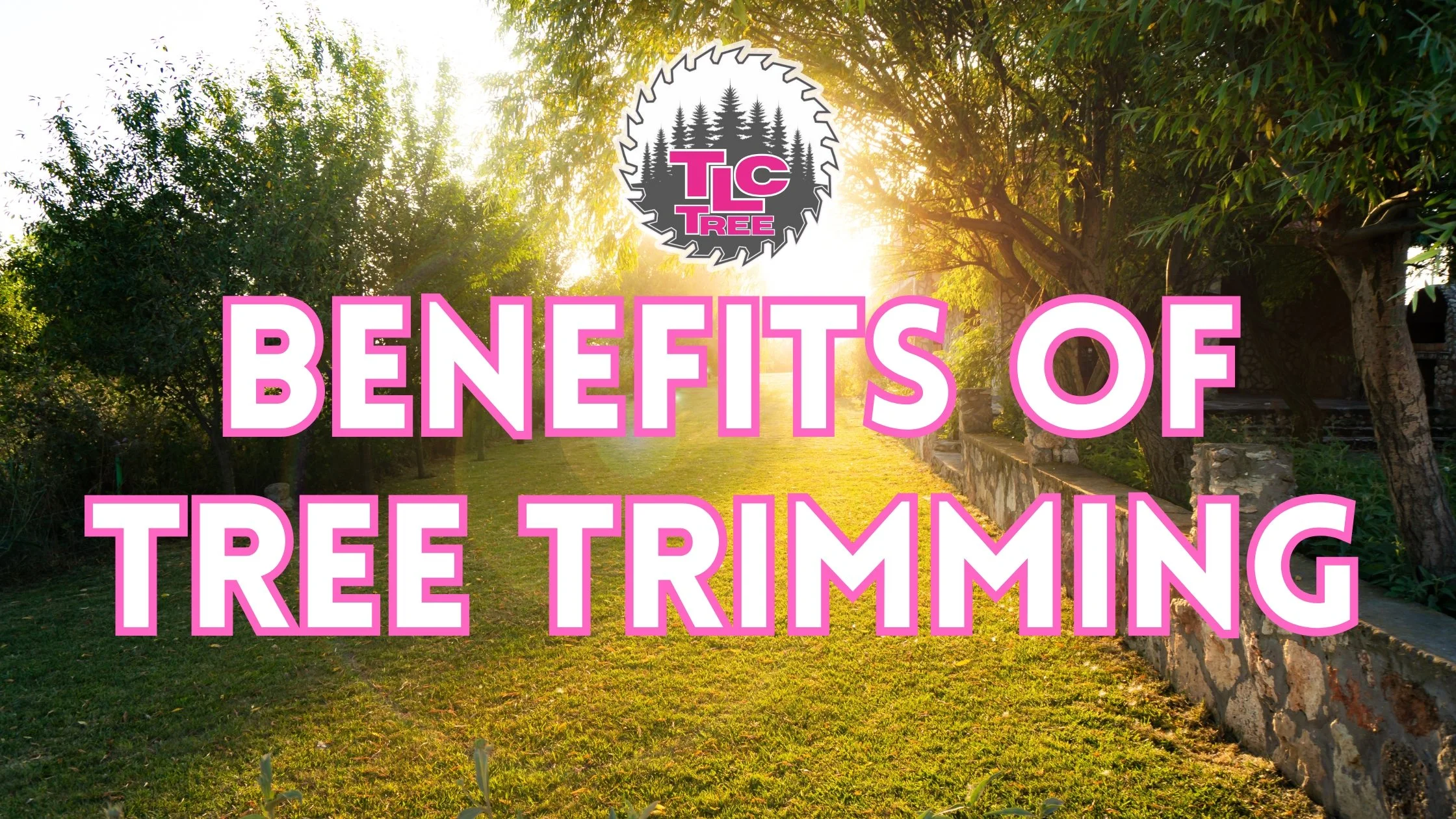 The Benefits of Tree Trimming: Keep Your Trees Healthy and Beautiful ...