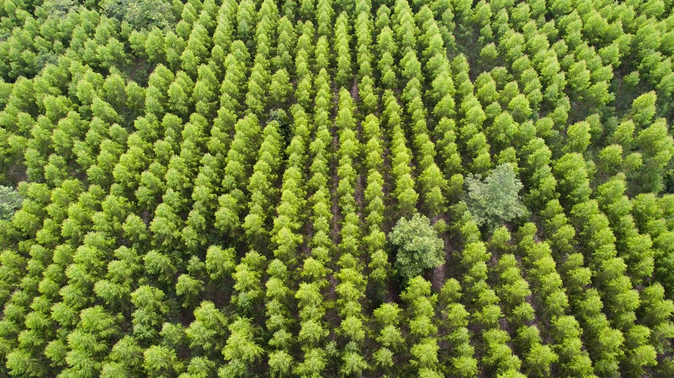 Reforestation at Scale: Why Drone Seeding Is Changing How the UK ...
