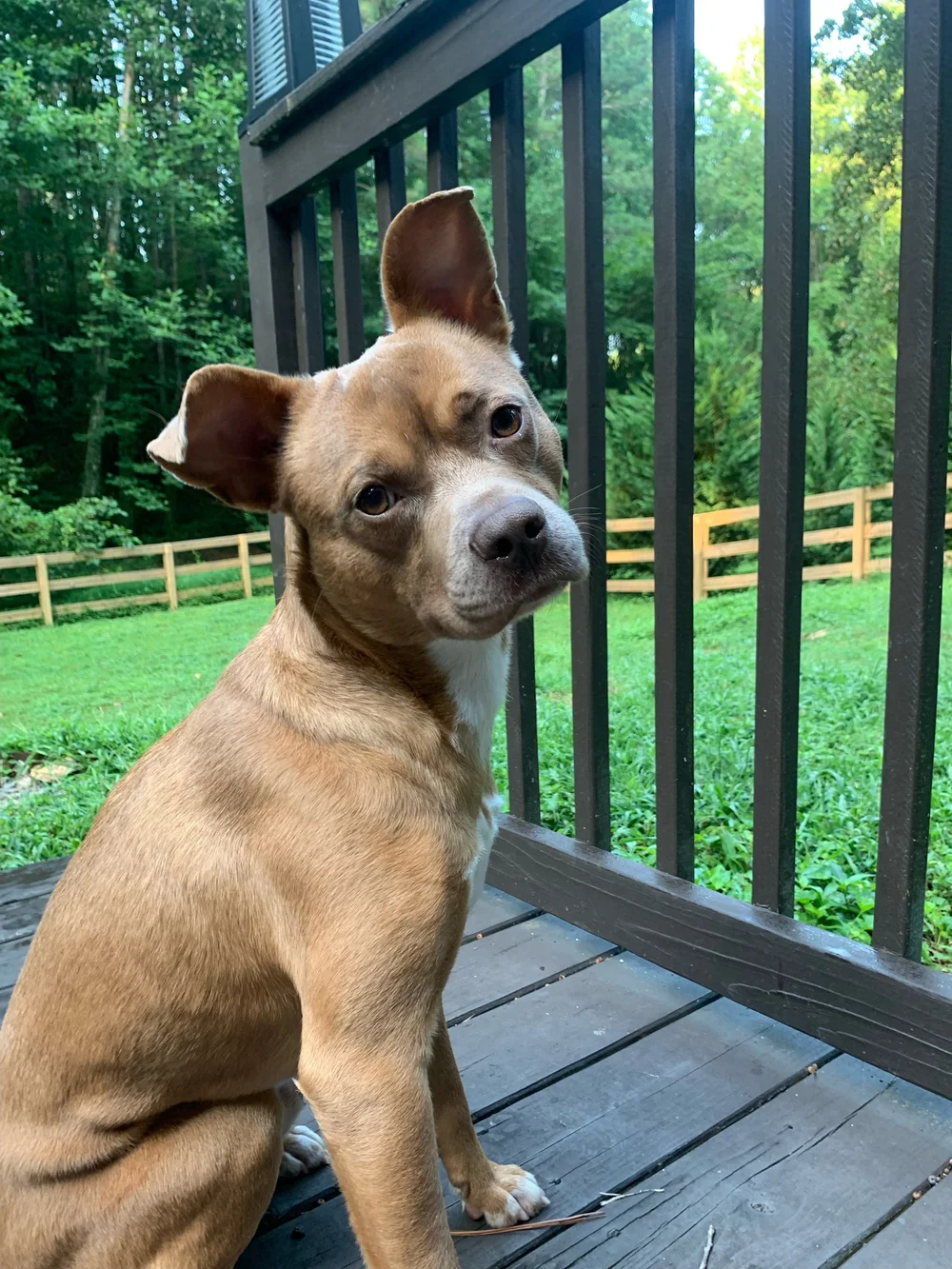 Adoptable Dogs — Shelters and Shelves Rescue