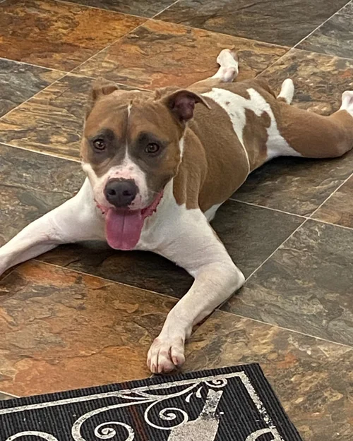 Adoptable Dogs — Shelters and Shelves Rescue