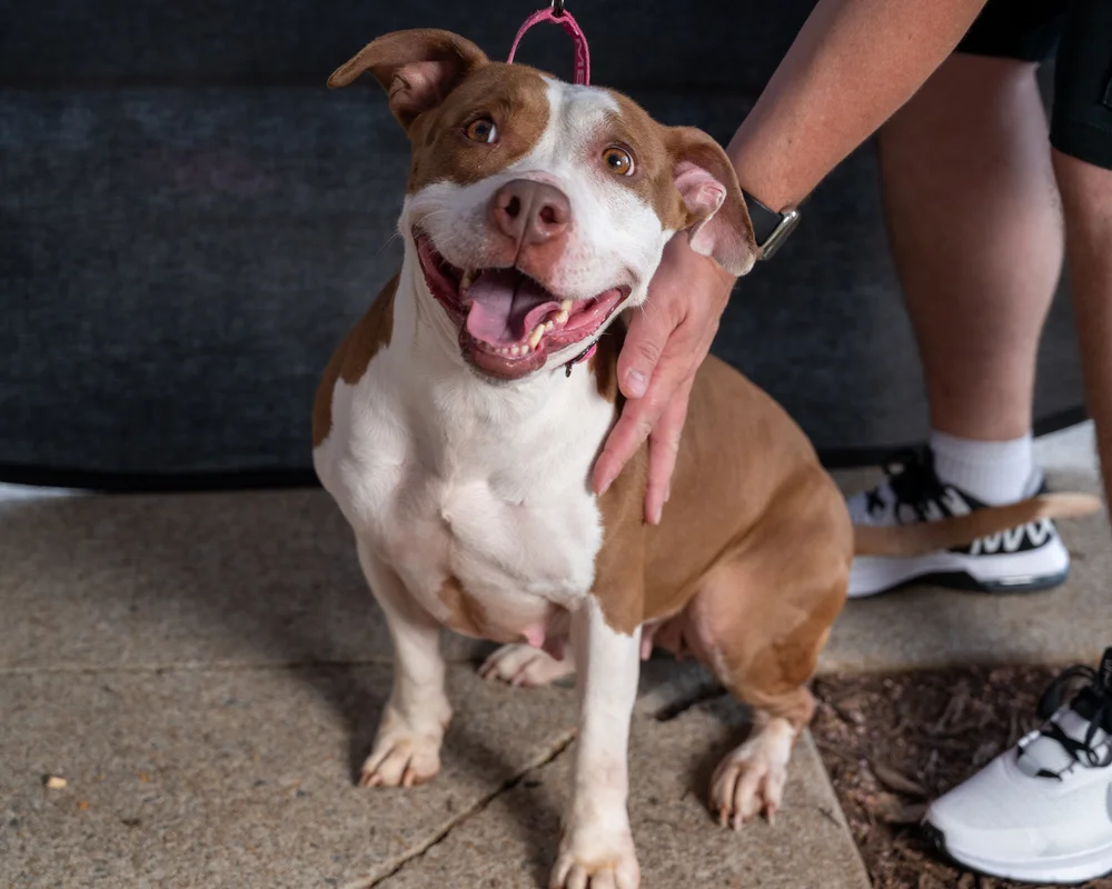 Adoptable Dogs — Shelters and Shelves Rescue