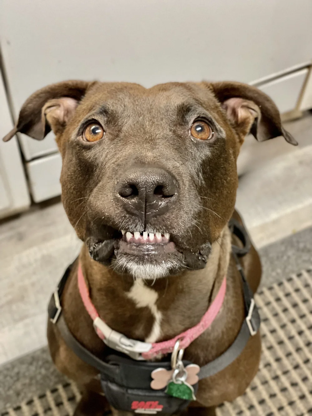 Adoptable Dogs — Shelters and Shelves Rescue