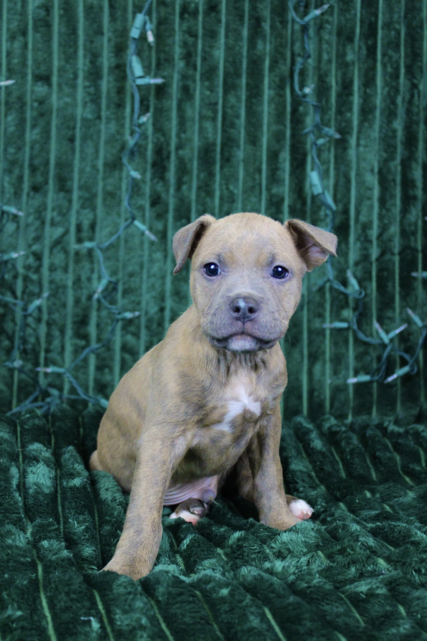 Adoptable Dogs — Shelters and Shelves Rescue