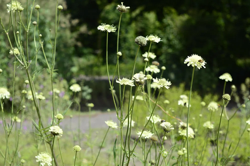 Linlithgow New Build — Katie Townsend Garden Design