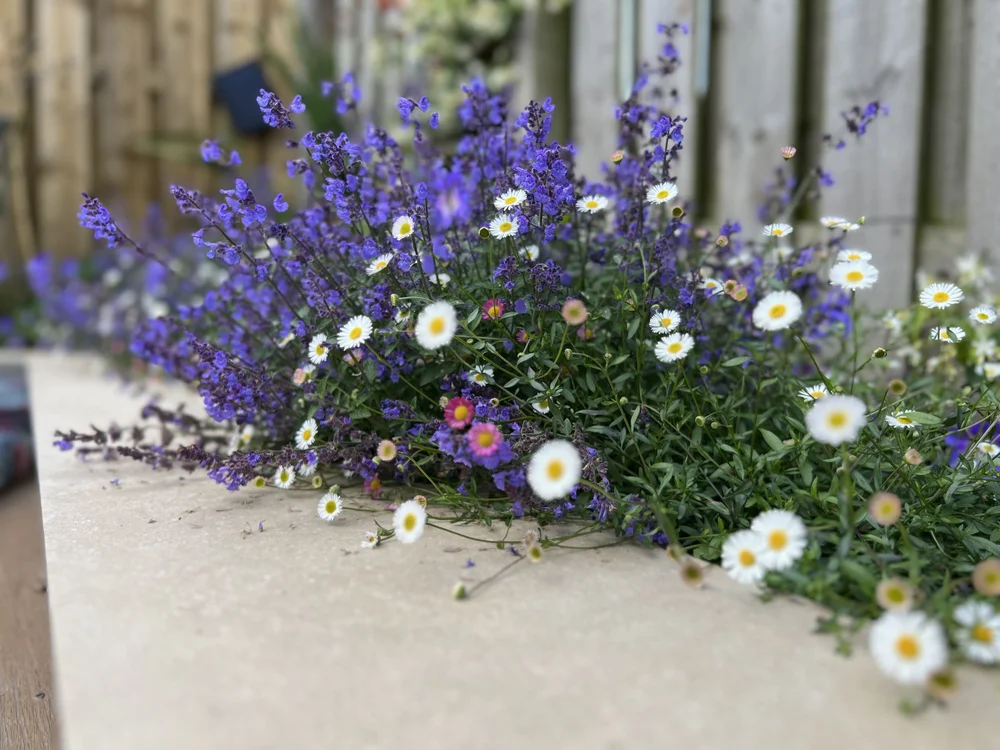 Edinburgh Multi Level Garden — Katie Townsend Garden Design