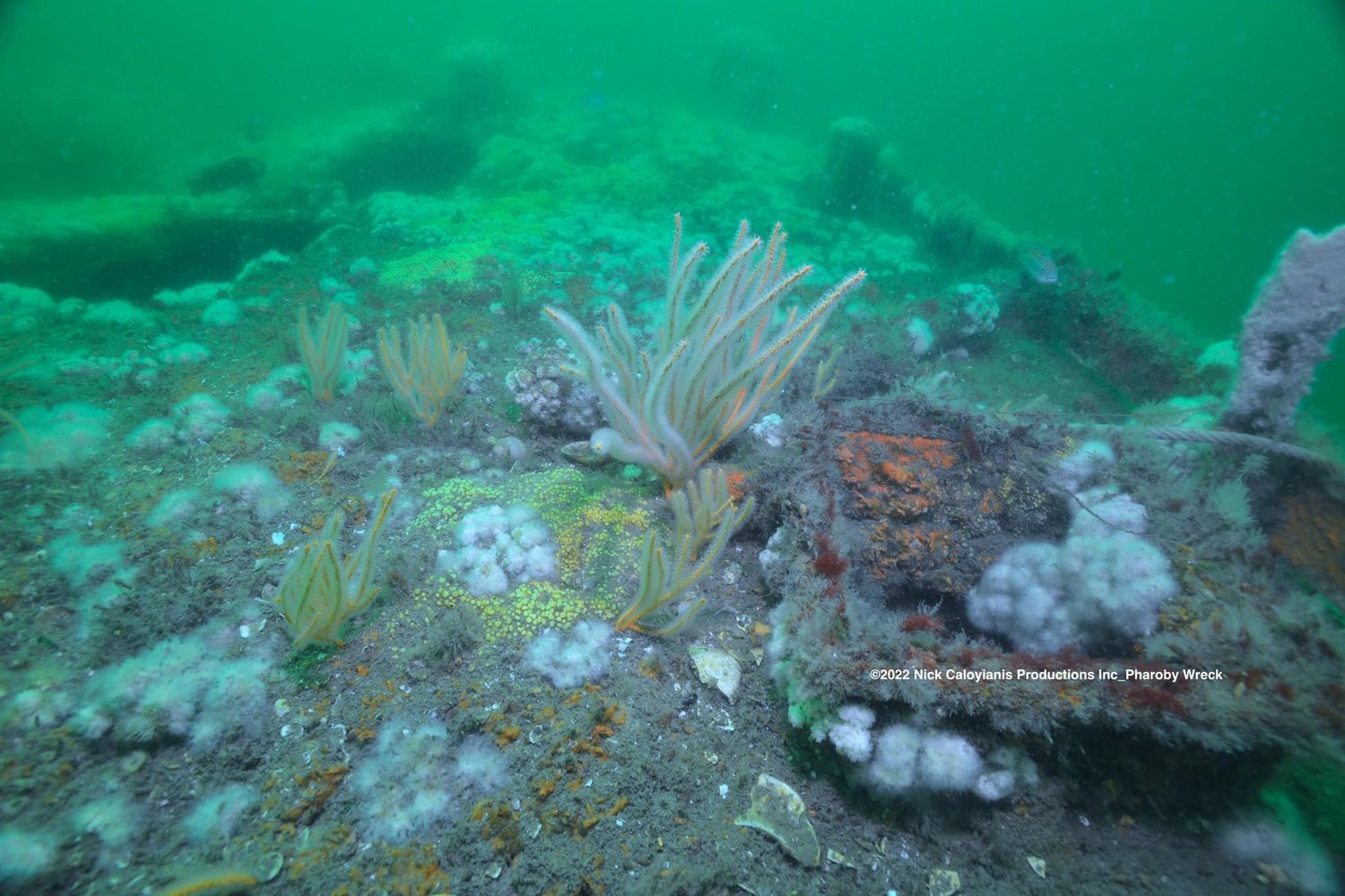 About the Reef Foundation — Ocean City Reef Foundation