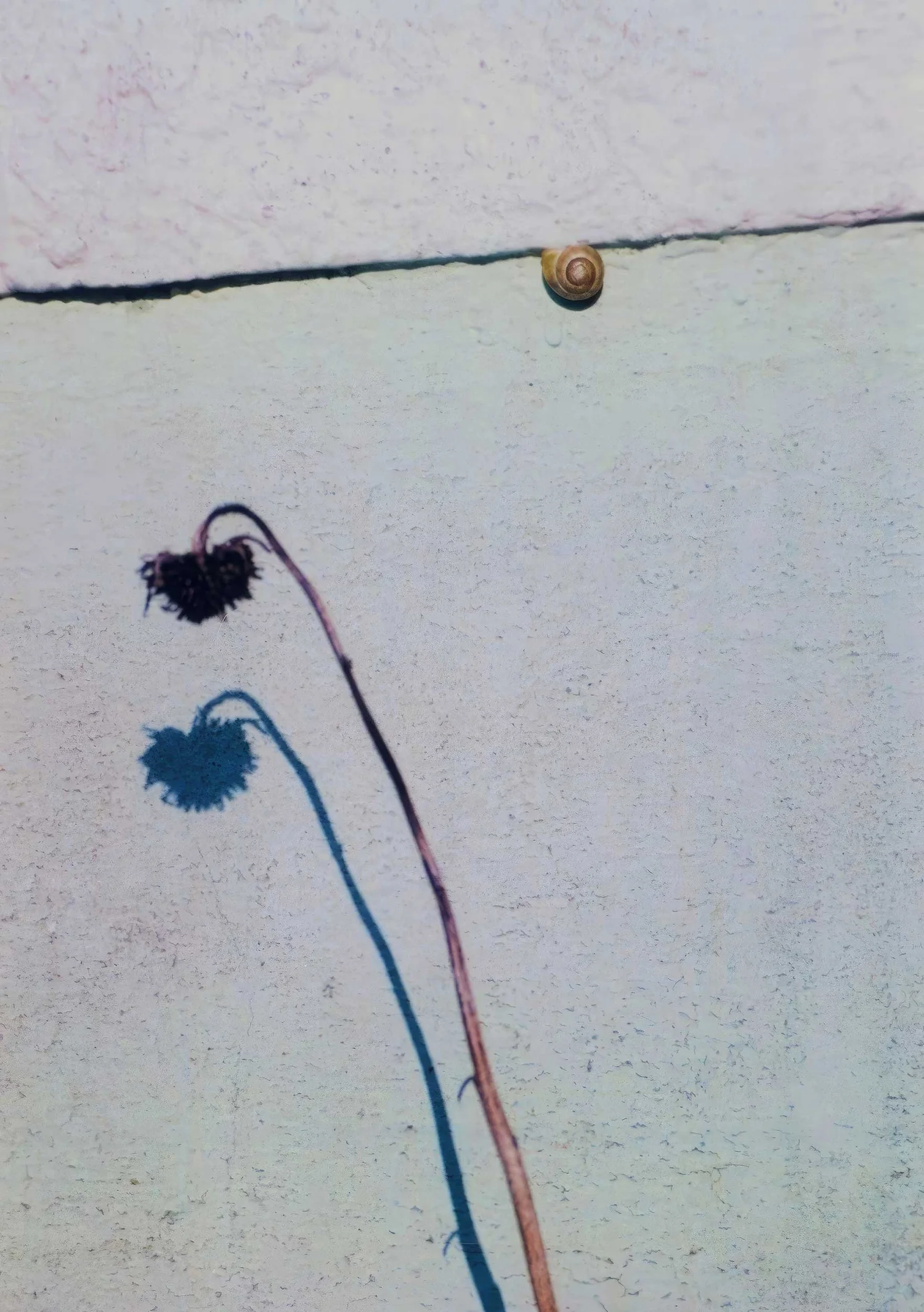 Images — Caroline Collett