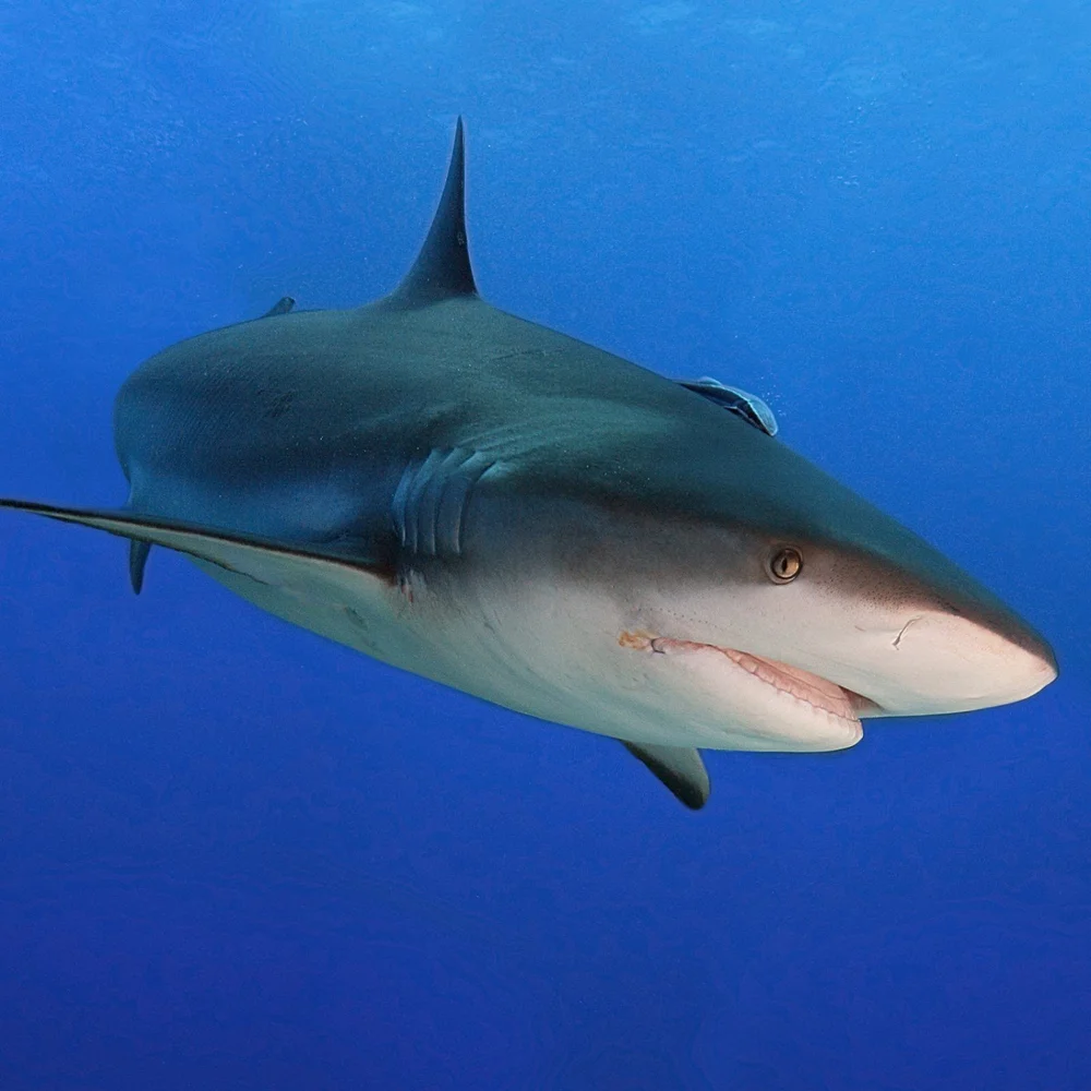 Destin Florida Black Tip Shark Charters — Destin Shark Fishing