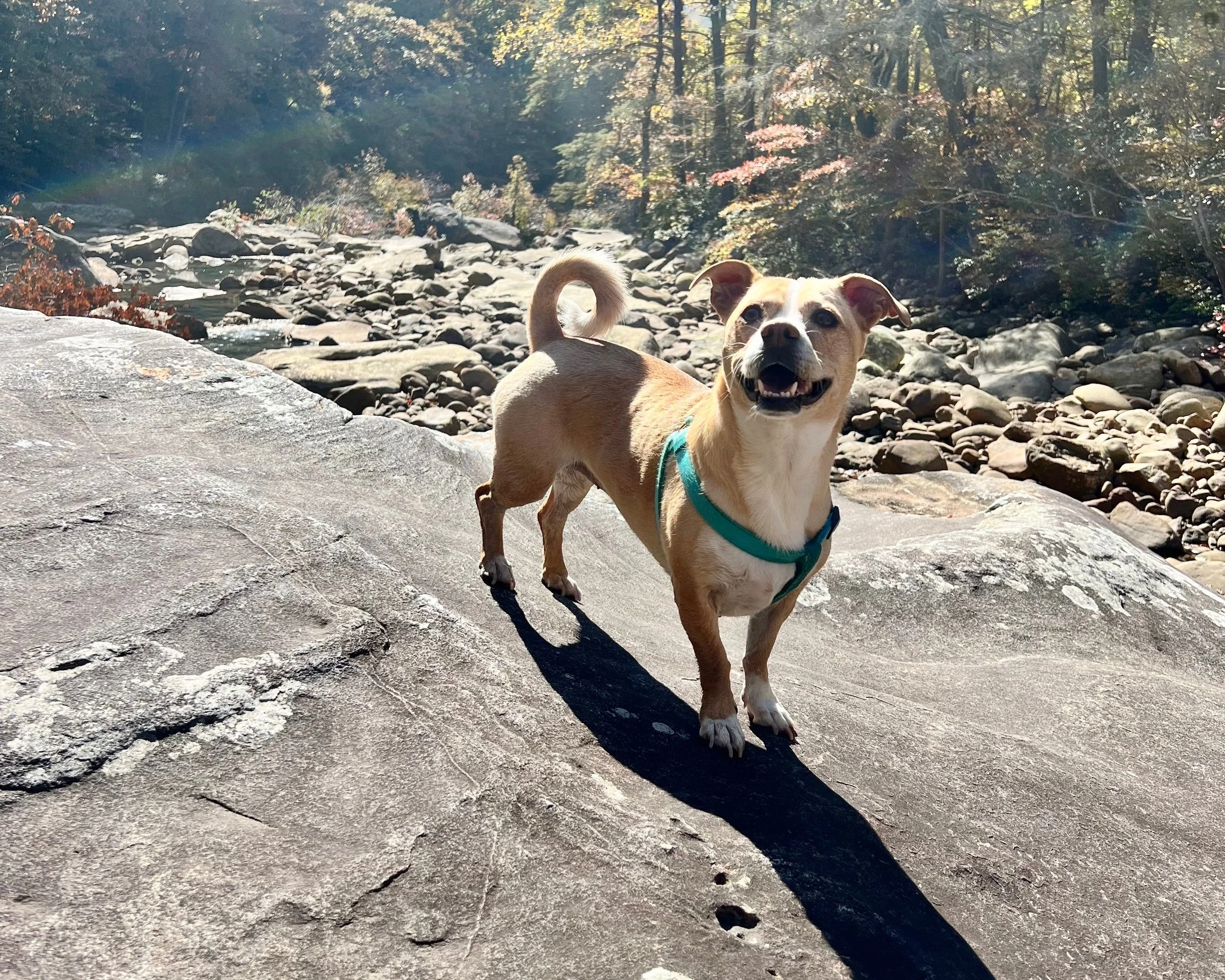 Pawsitive Change | Find Your Perfect Pet Today