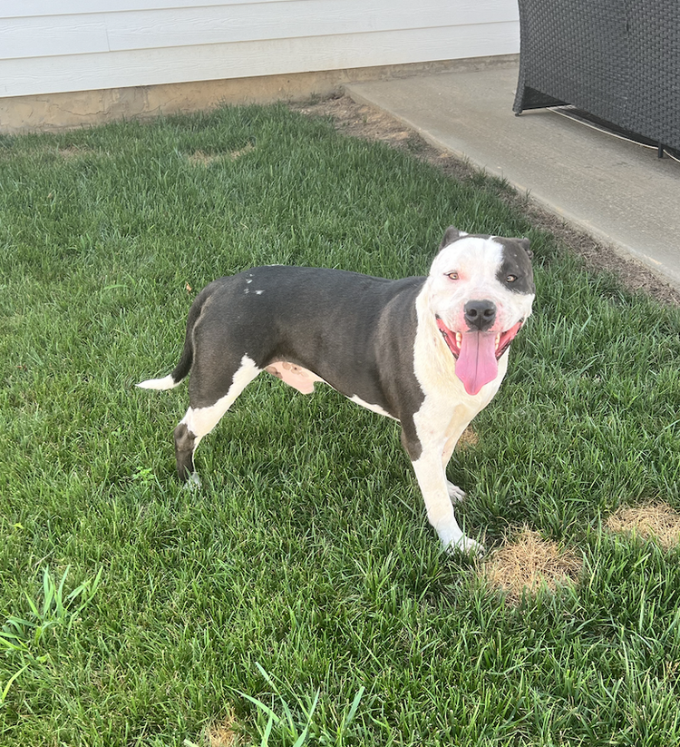 About Us | Adopt, Support, Make Impact — Pawsitive Change