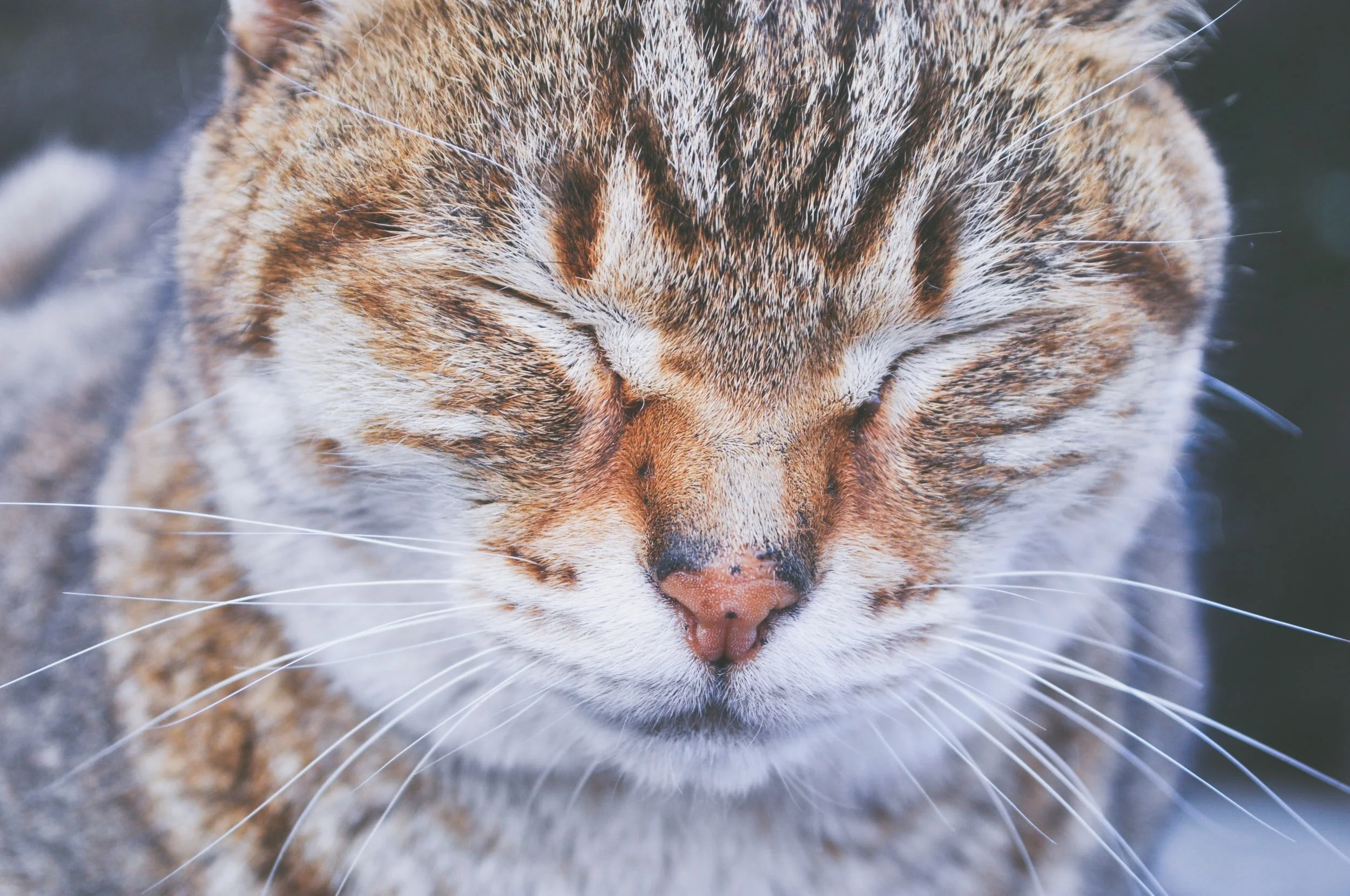 the physics of cats — Mad Katz Blog