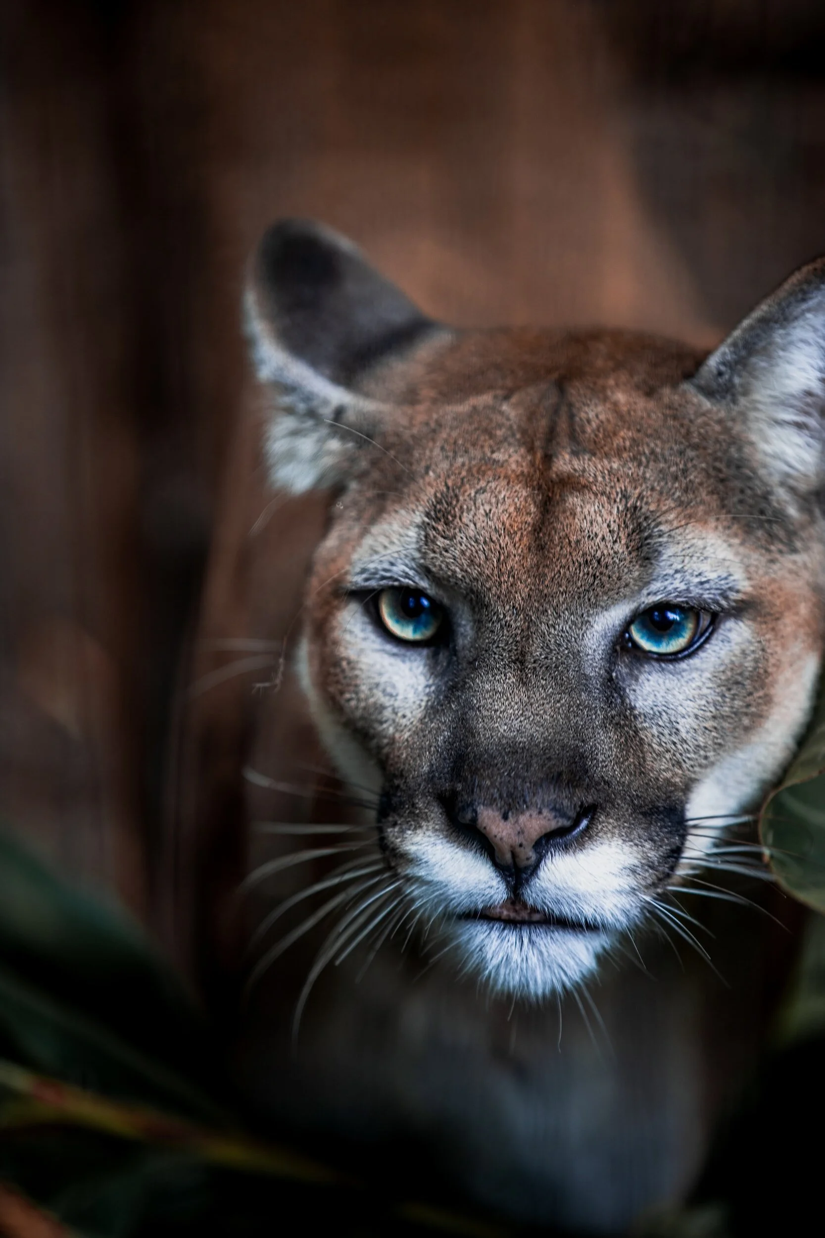 Cougar Puma Concolor