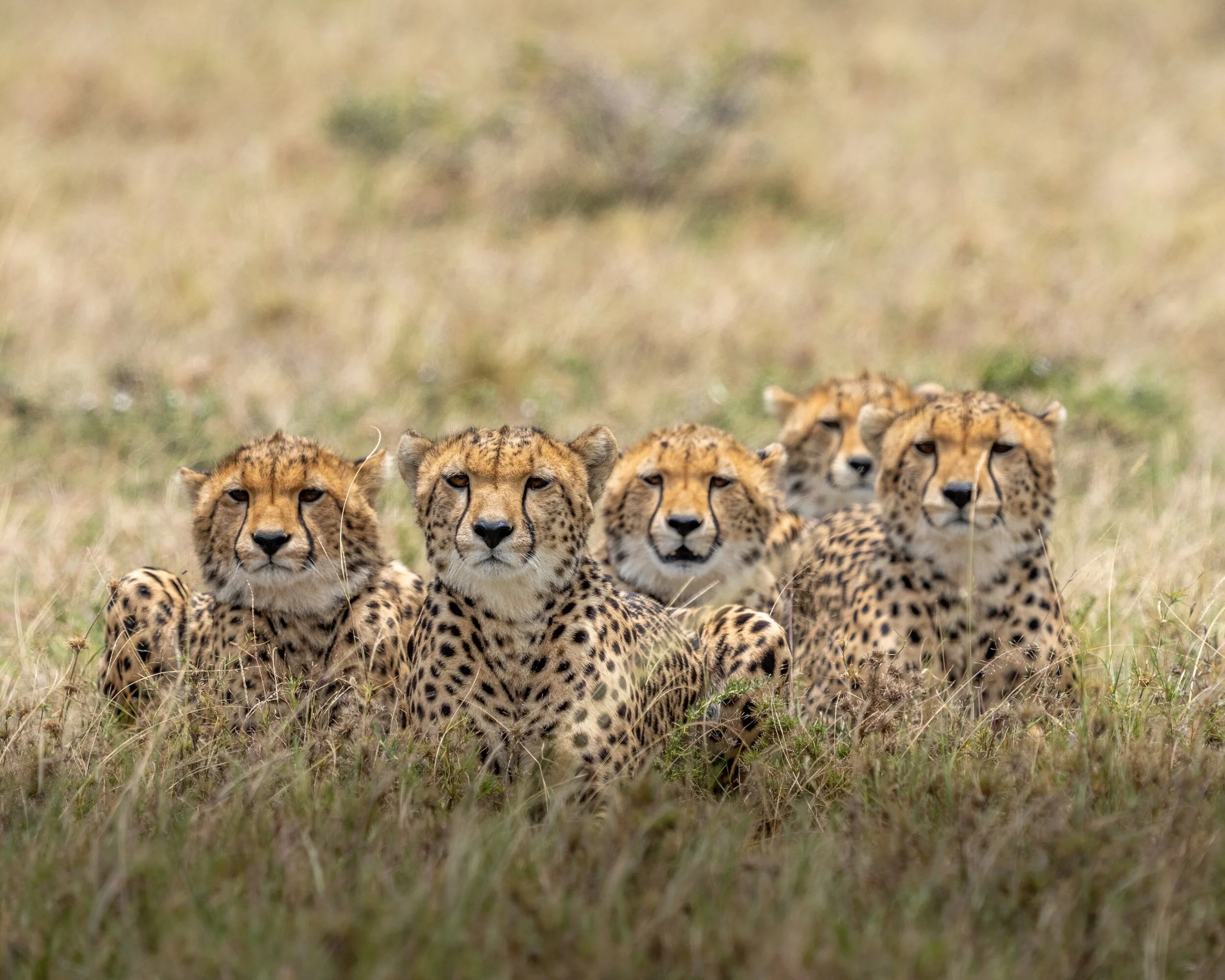 The Astonishing Cheetah: A Marvel of Speed on Savannas — Mad Katz Blog