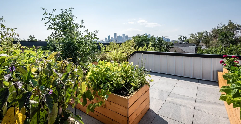 LoHi High Perch | BONSAI Design + Build