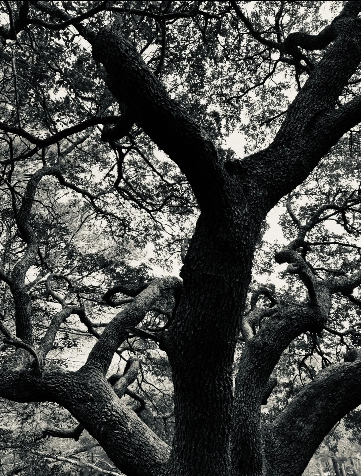 Blog 3 — Gnarly Bison