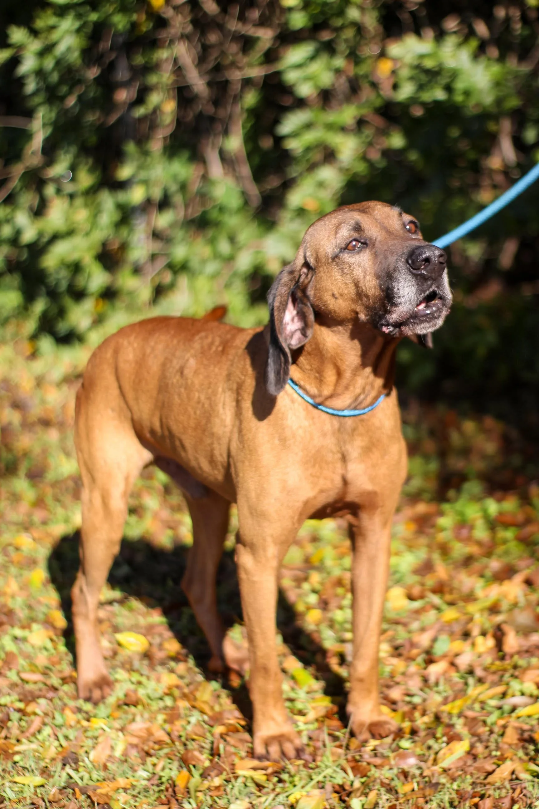 Foster — Jasper County Humane Society