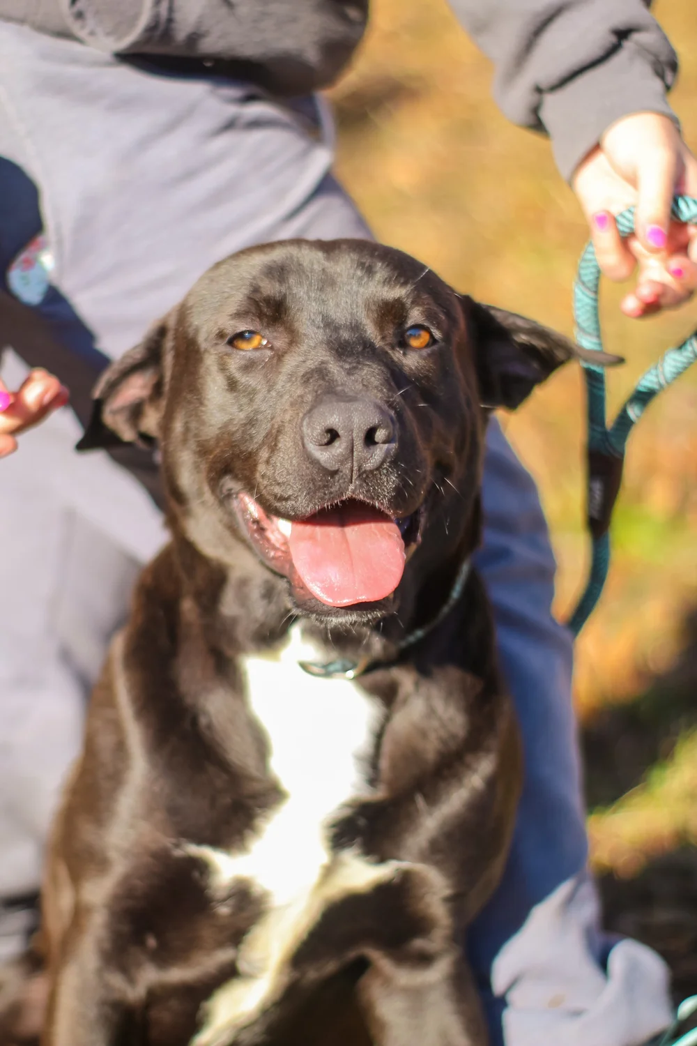 Adopt — Jasper County Humane Society