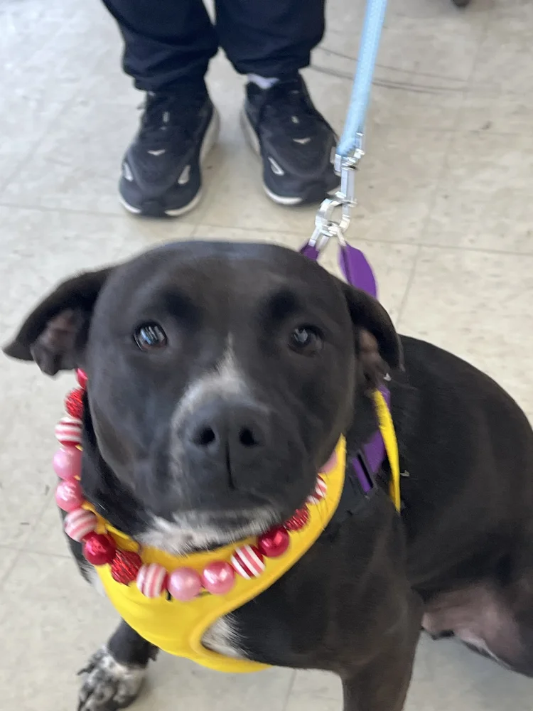 Adopt — Jasper County Humane Society