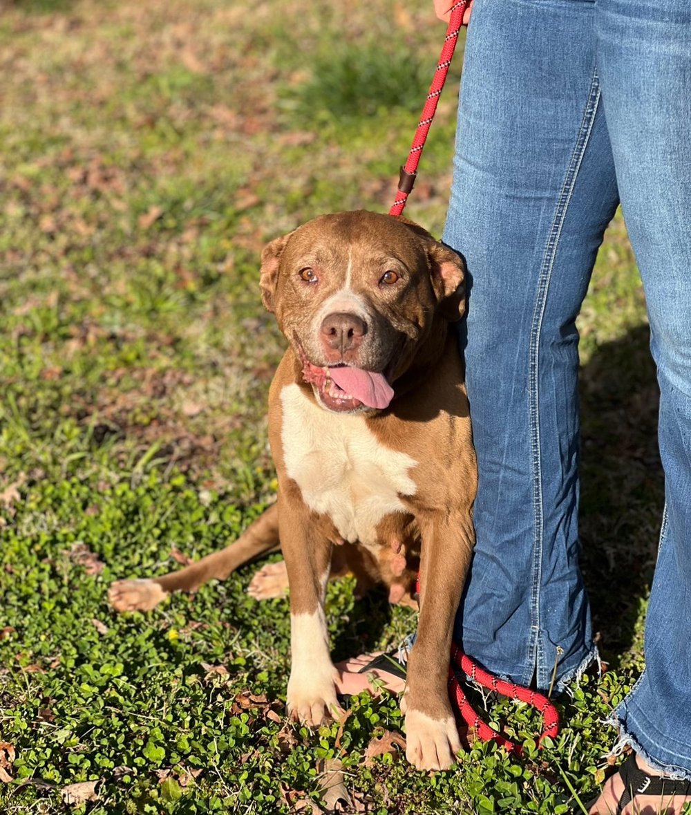 Adopt — Jasper County Humane Society