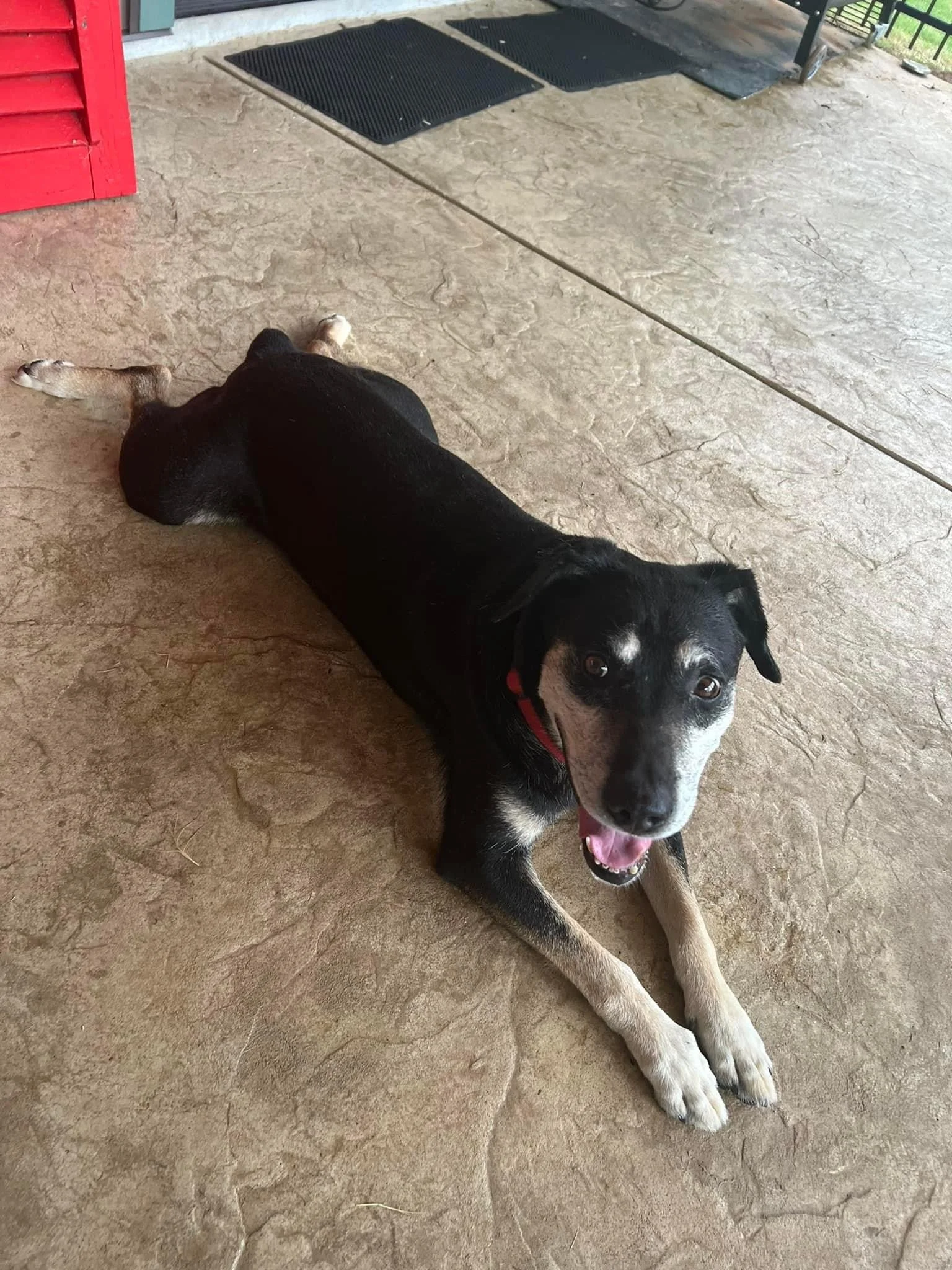 Adopt — Jasper County Humane Society