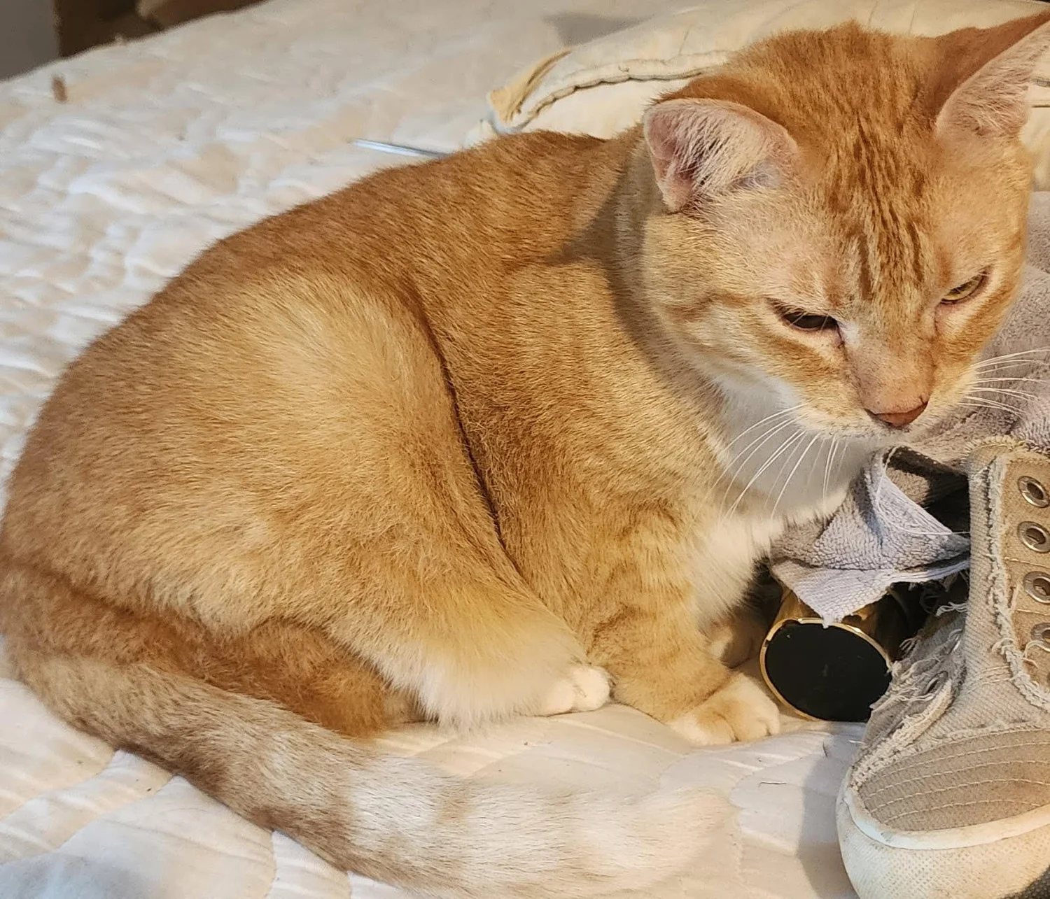 Adopt — Jasper County Humane Society