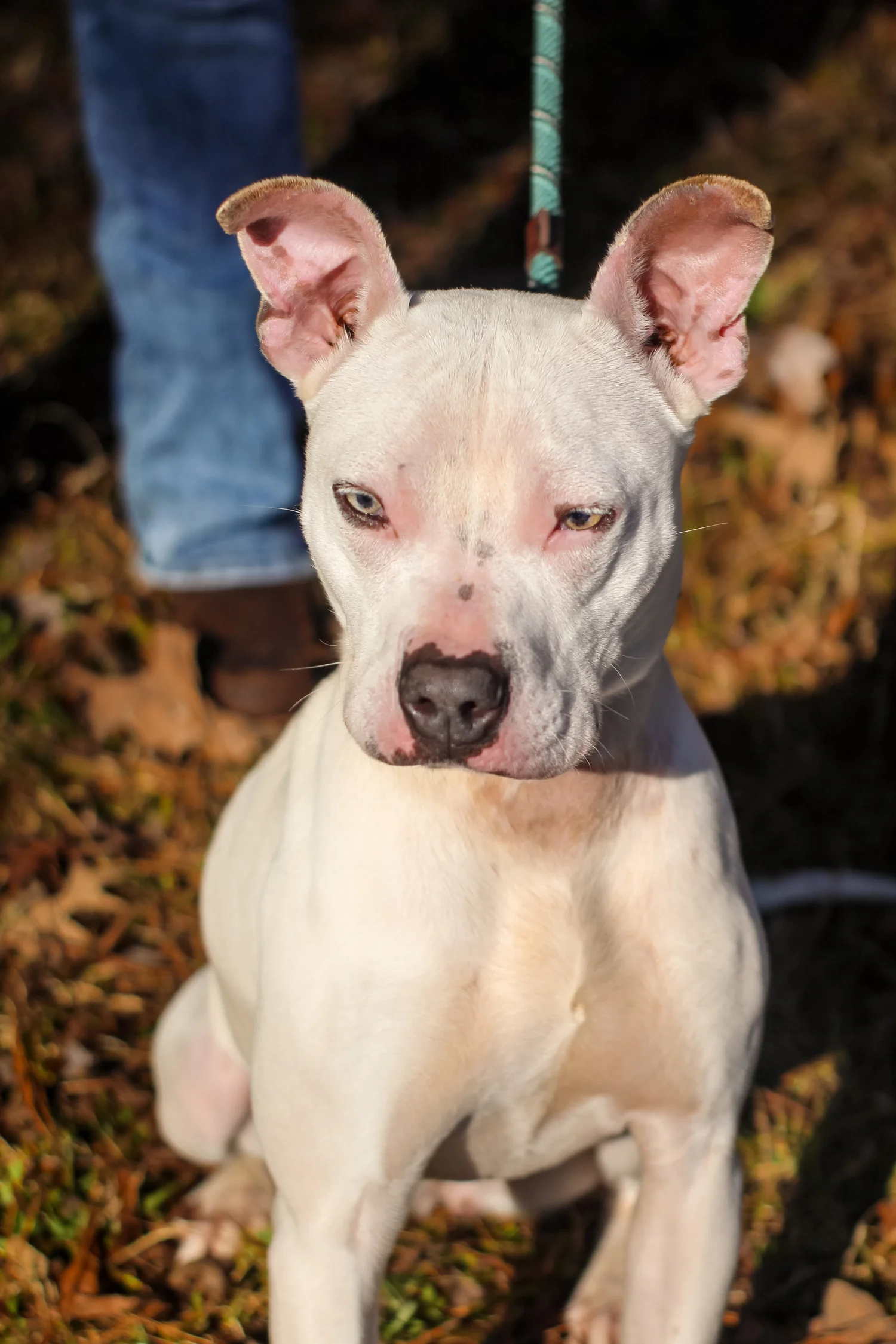 Adopt — Jasper County Humane Society