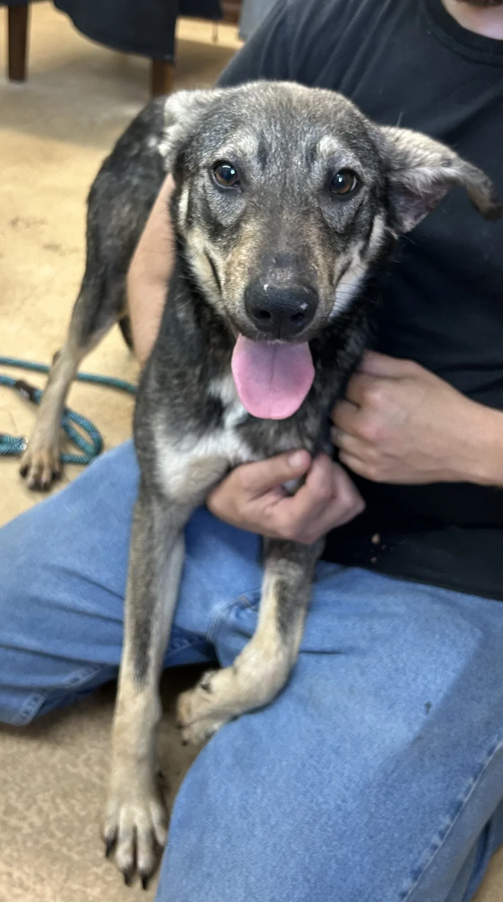 Adopt — Jasper County Humane Society