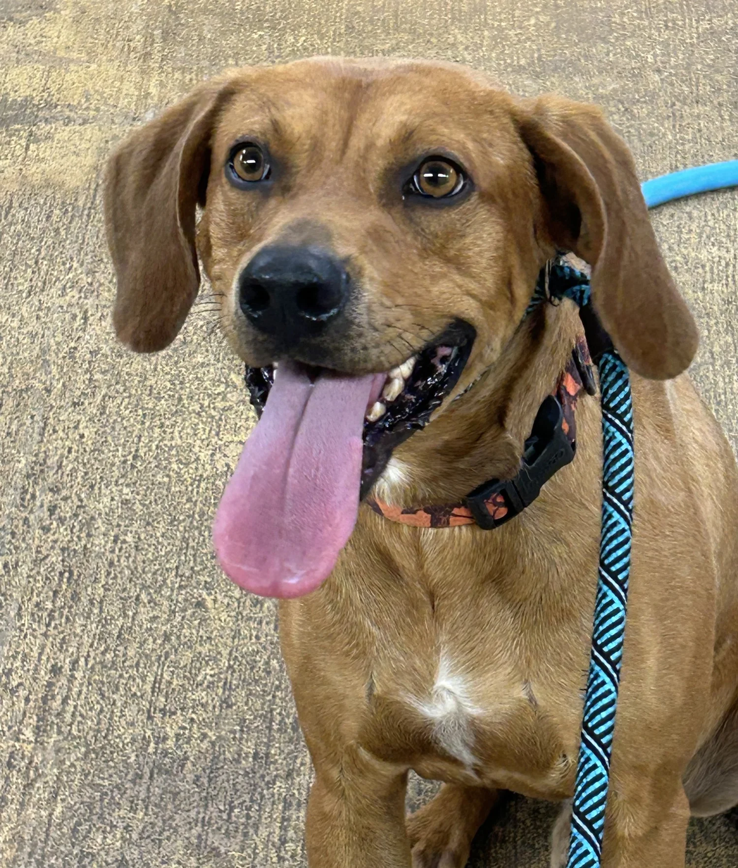 Adoptable Dogs — Jasper County Humane Society