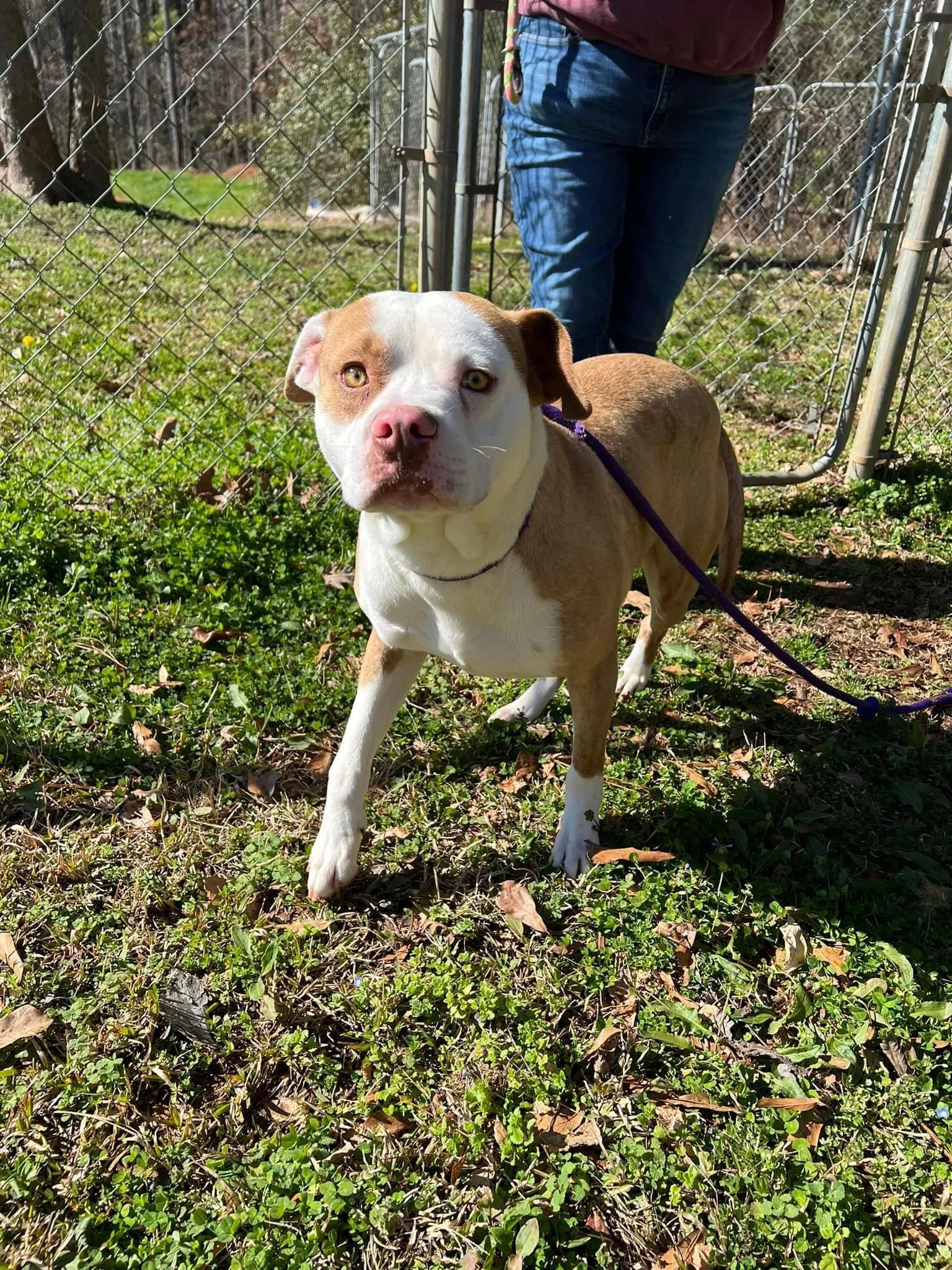 Adopt — Jasper County Humane Society