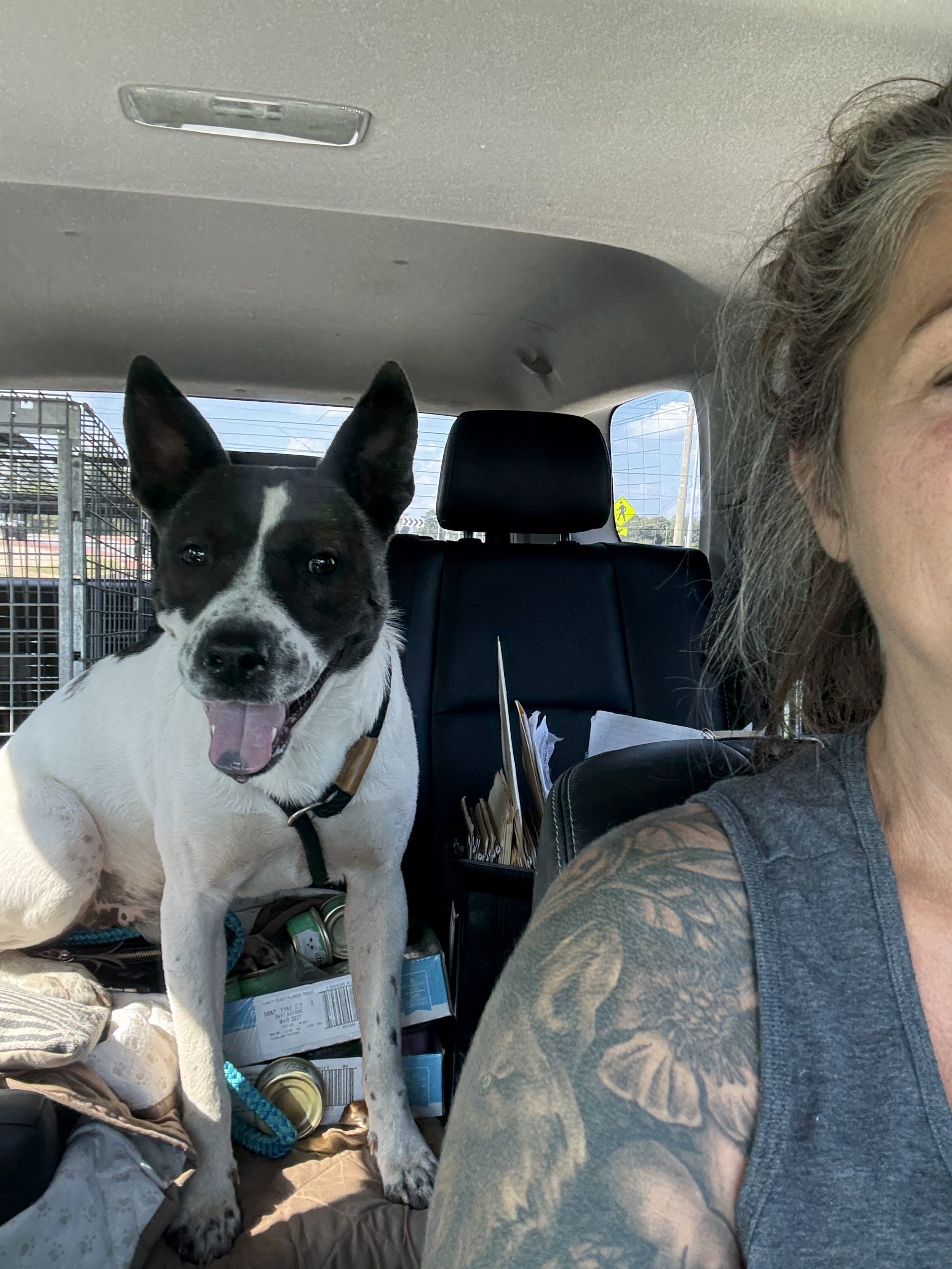 Adoptable Dogs — Jasper County Humane Society