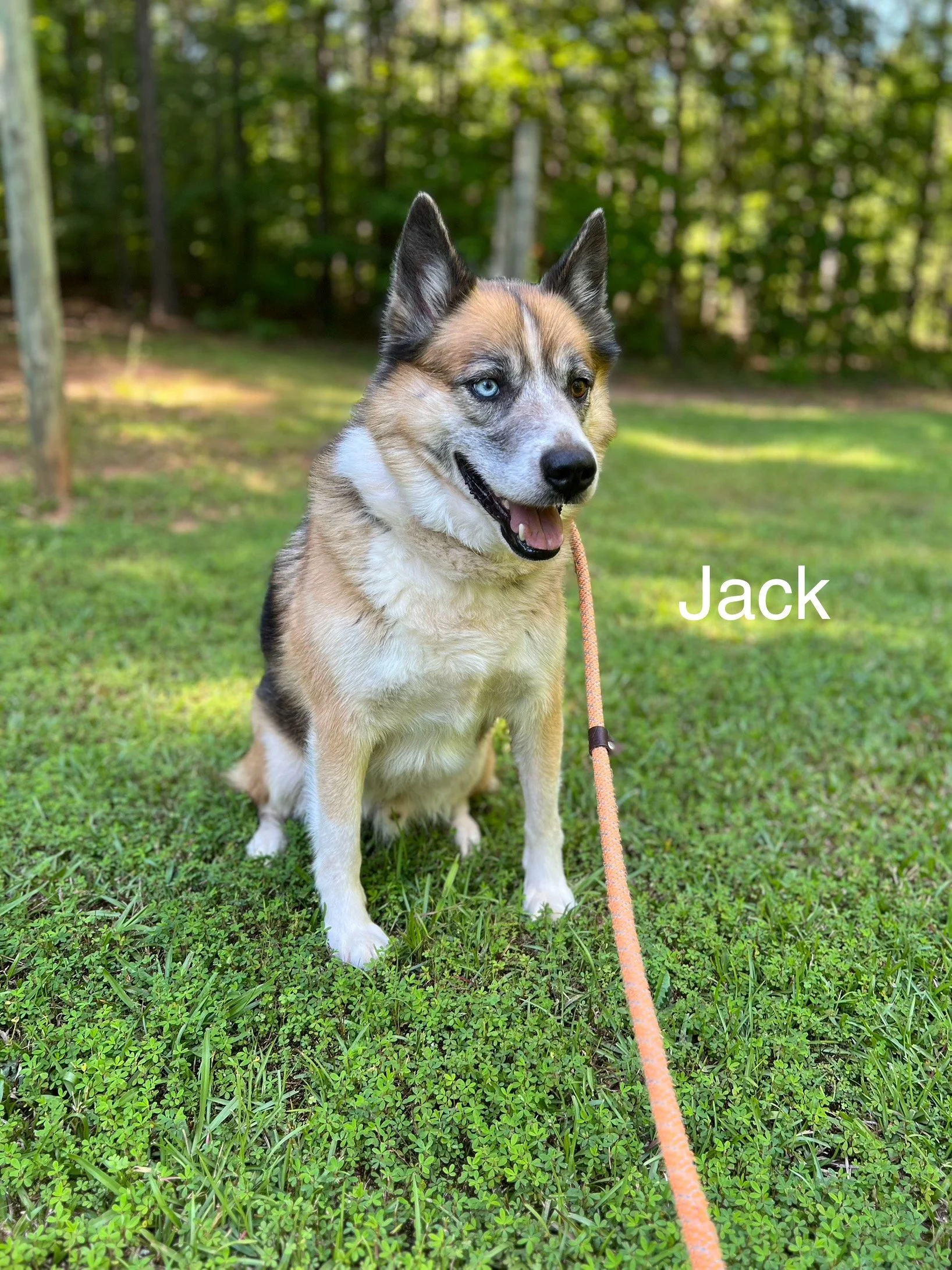 Adopt — Jasper County Humane Society