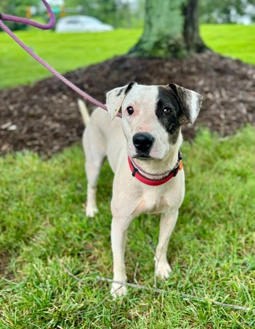 Adopt — Jasper County Humane Society