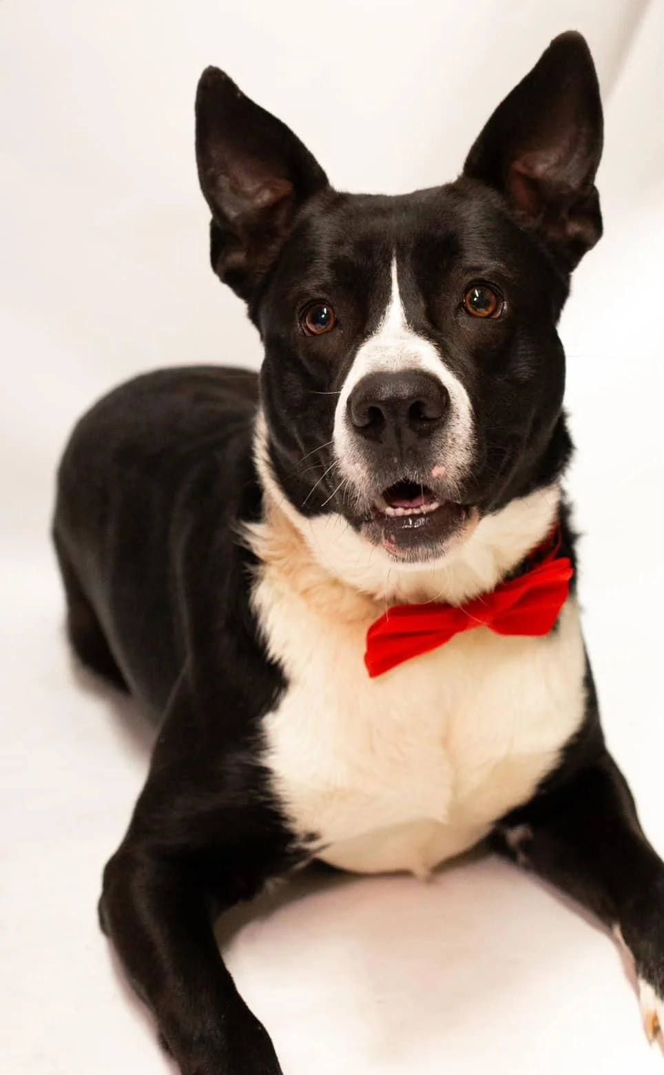 Adopt — Jasper County Humane Society