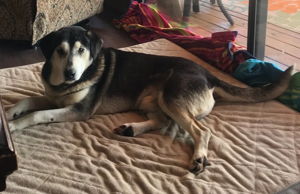 Adopt — Jasper County Humane Society