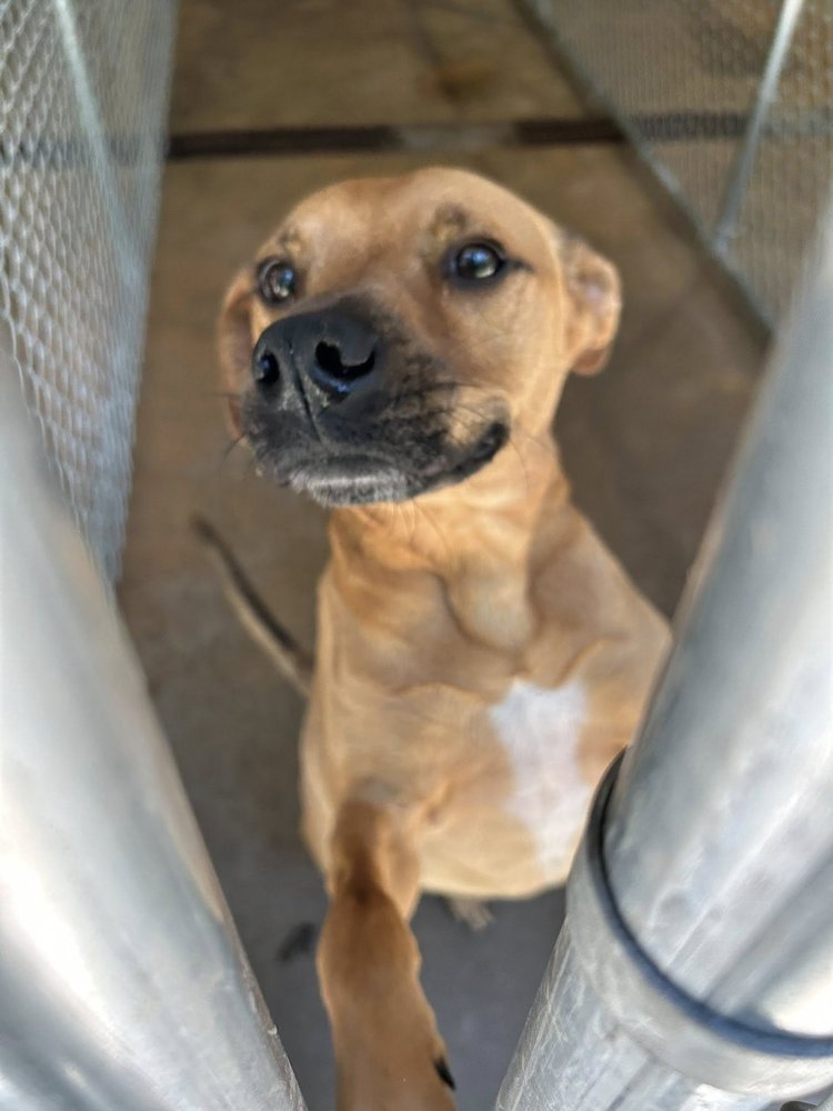 Adoptable Dogs — Jasper County Humane Society