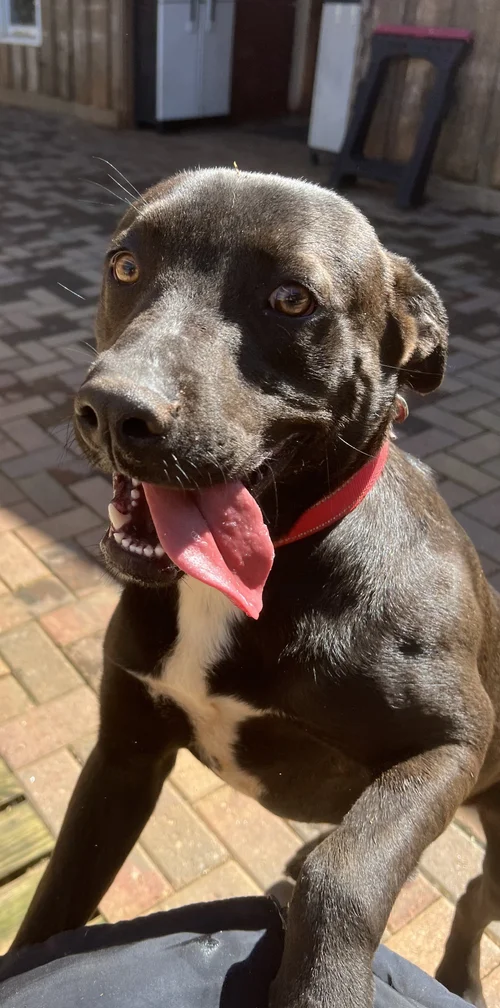 Adopt — Jasper County Humane Society