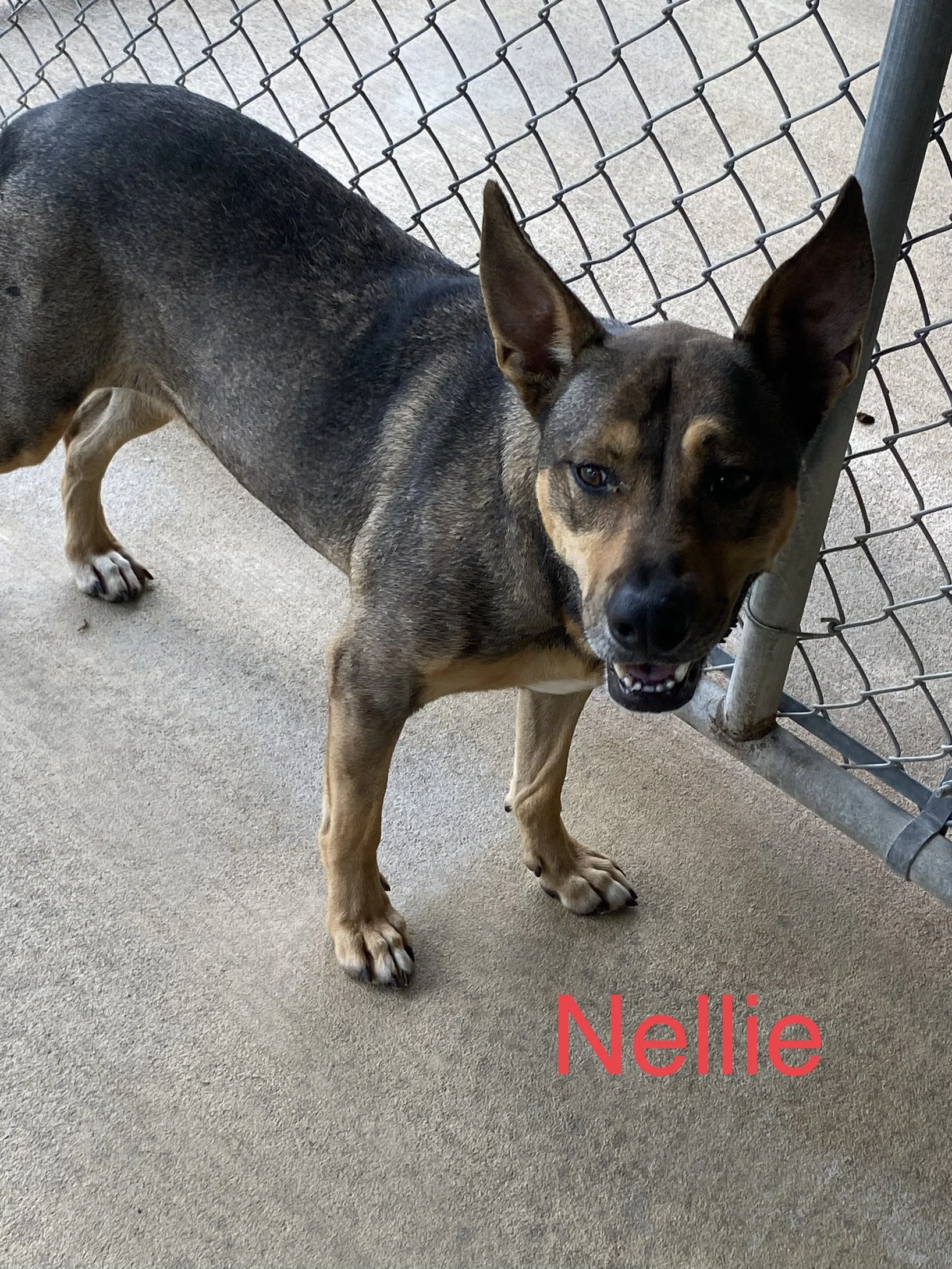 Adopt — Jasper County Humane Society