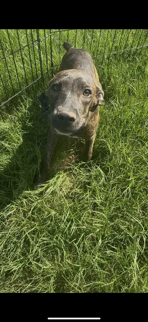 Adoptable Dogs — Jasper County Humane Society