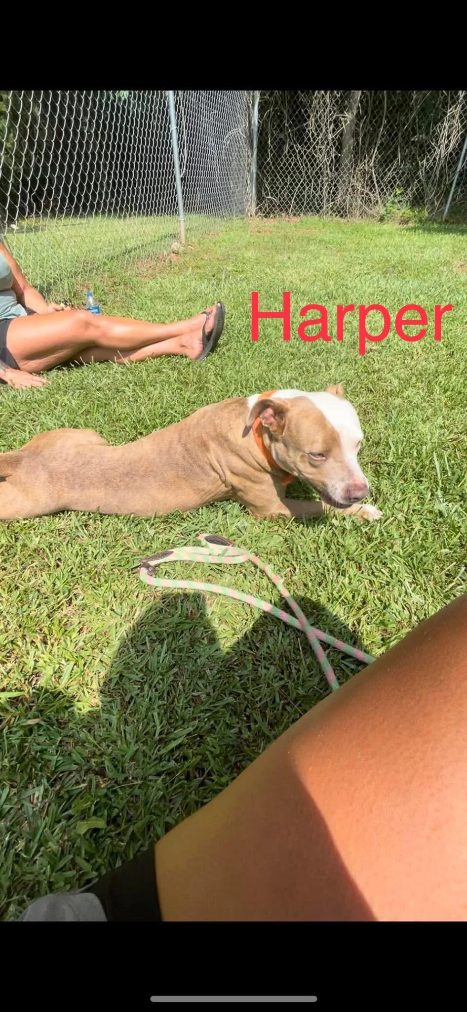 Adopt — Jasper County Humane Society