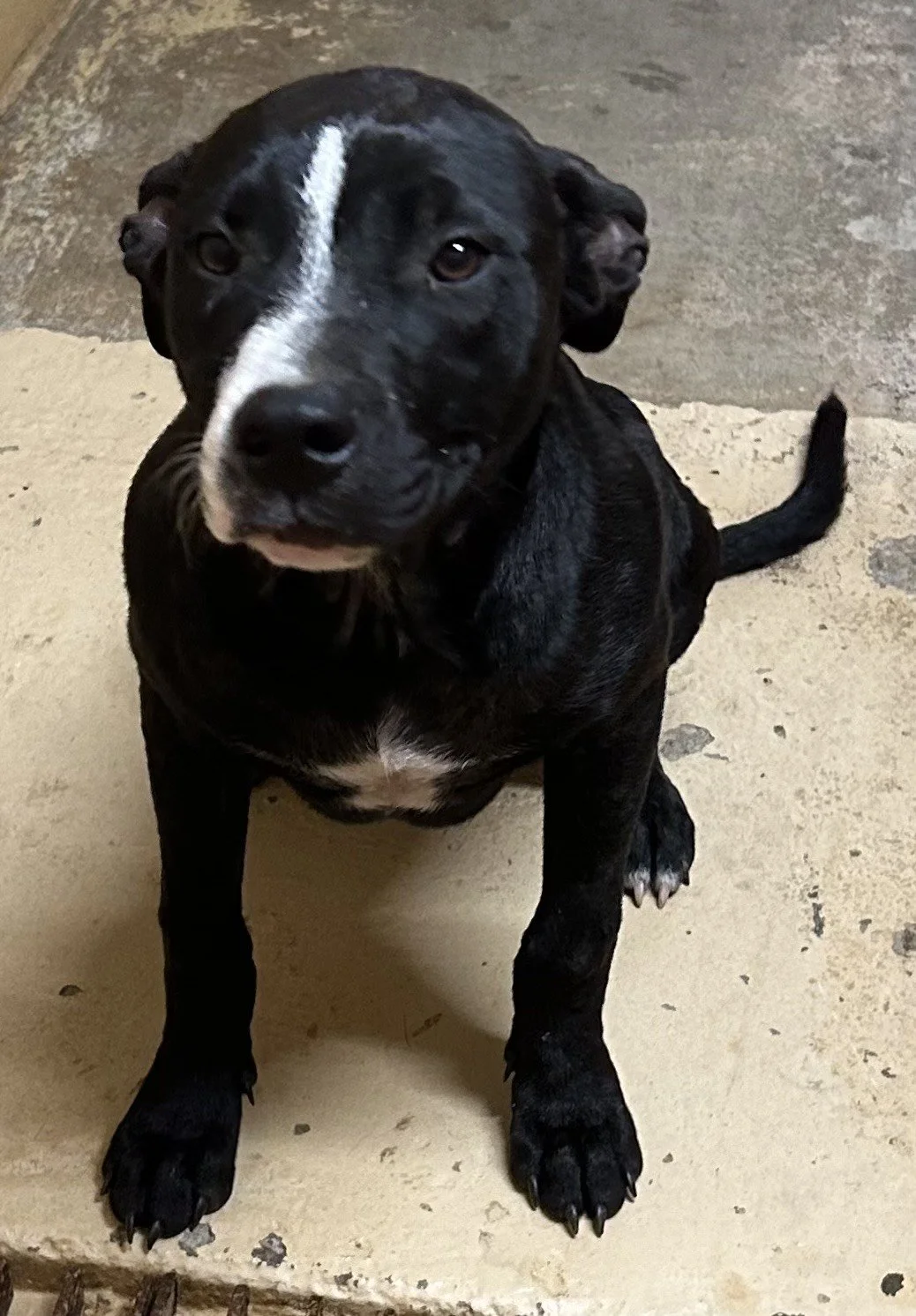 Adoptable Dogs — Jasper County Humane Society