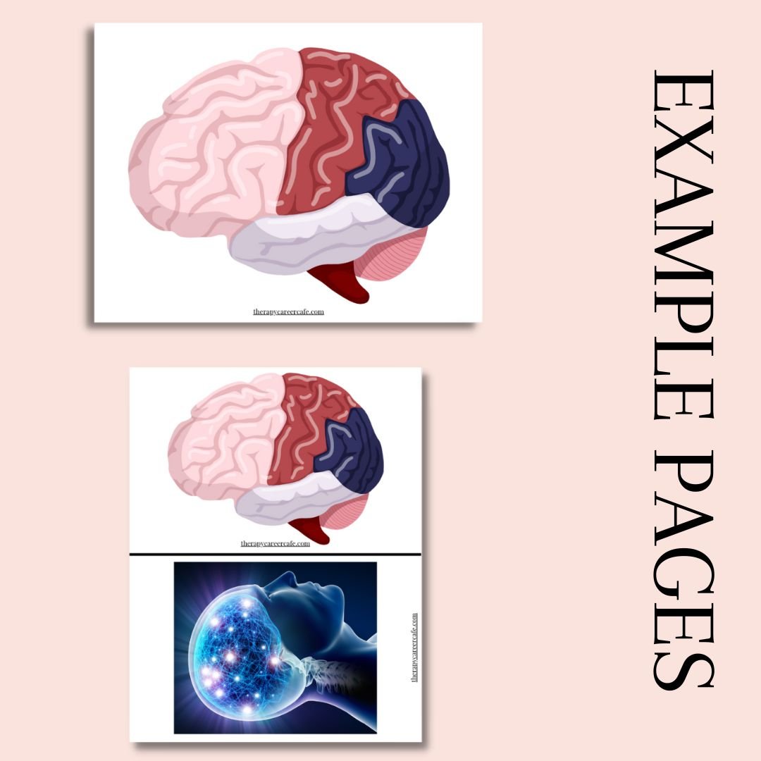 SLP Modified Barium Swallow Study Guide — Therapy Career Cafe