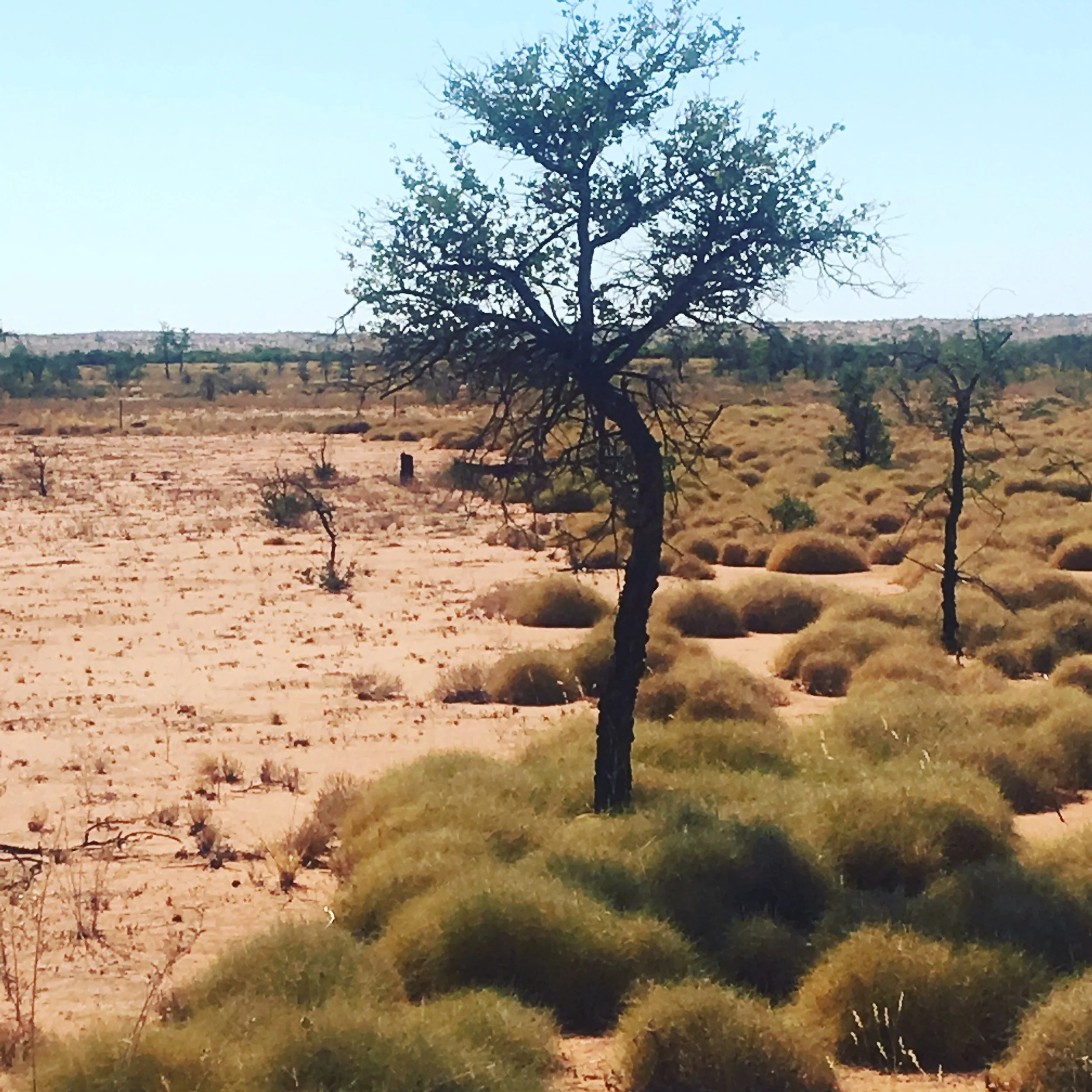 Woop Woop for Nature: Biodiversity services and habitat rehabilitation