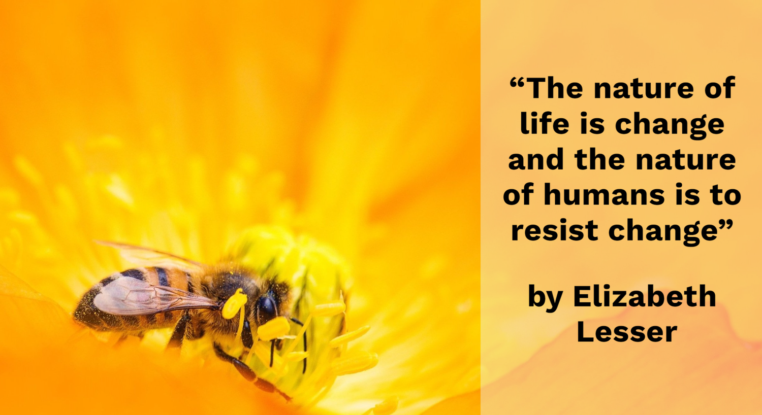 Bee Well Therapies - Amy Foley
