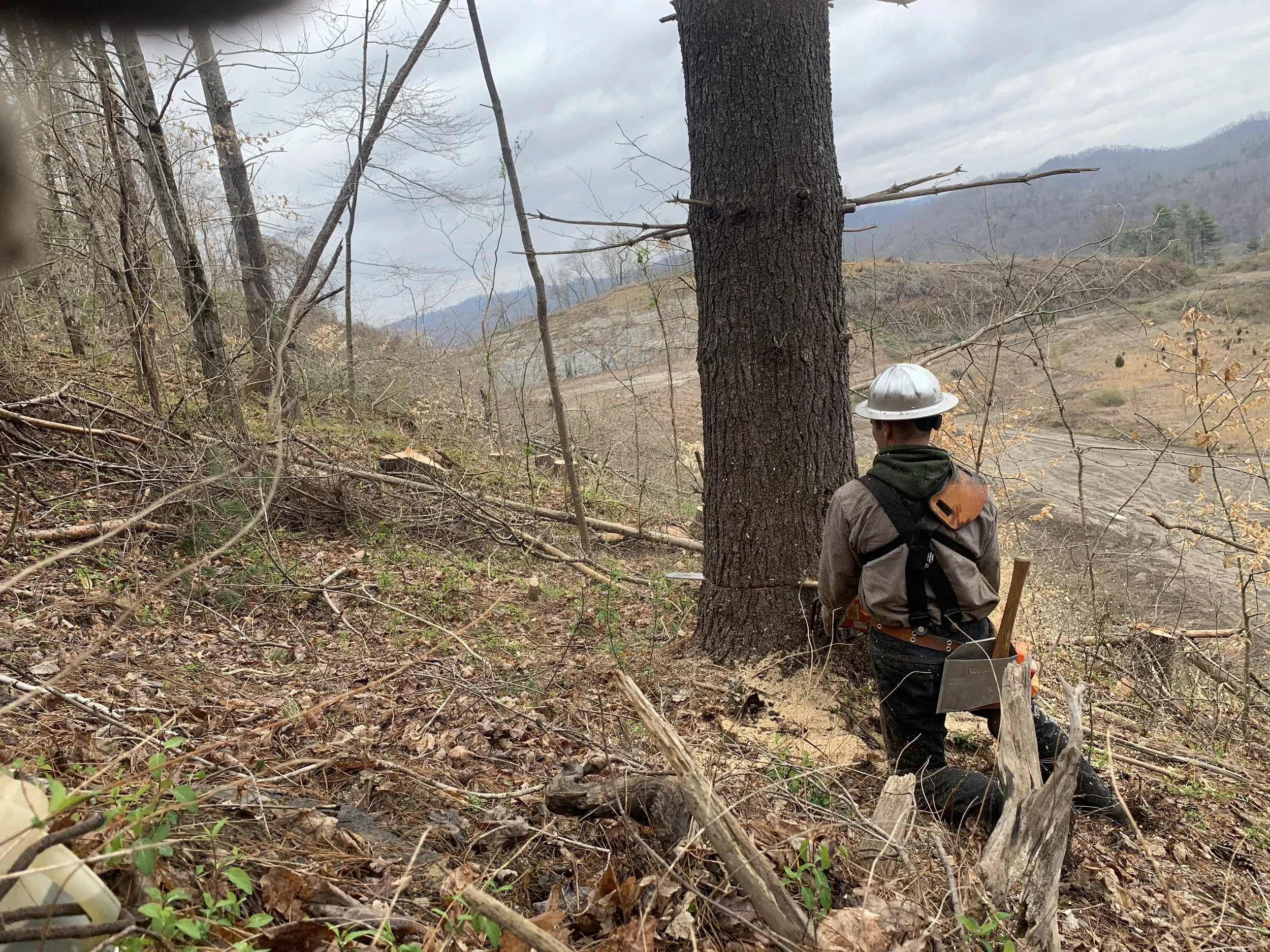 Timber Falling Services — Mainline Natural Resources