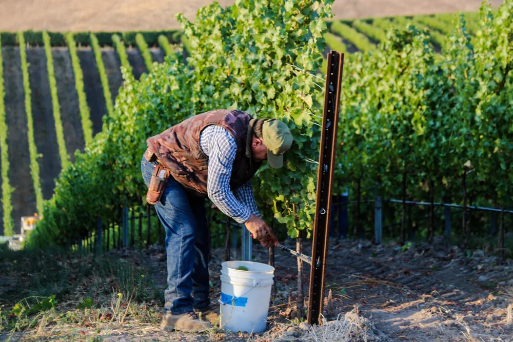 Vineyard Management — Coastal Vineyard Care